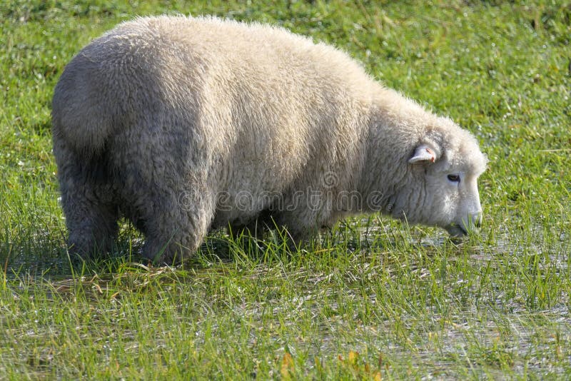 White Sheep in Very Deep Grass Stock Image - Image of agriculture ...