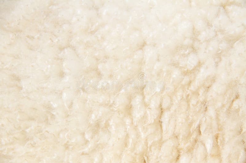 White Sheep Wool Background Stock Photo - Image of fabrice, sheepskin ...