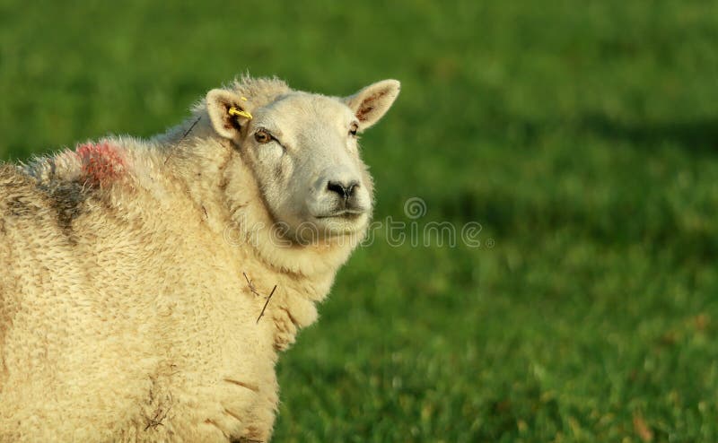 White Sheep - Yellow Tag in Ear Stock Image - Image of sheep, farming ...