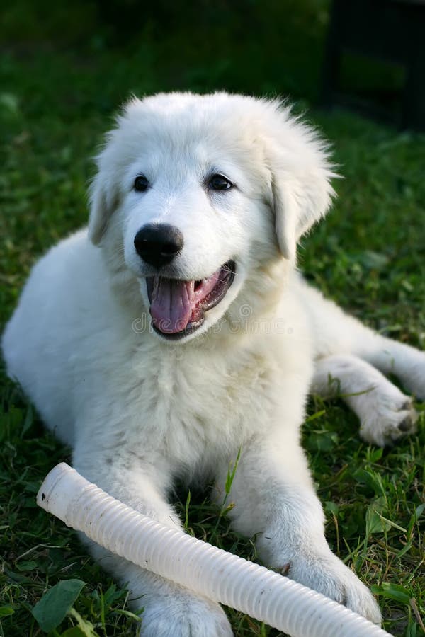White Sheepdog Puppy Playing Stock Photo - Image of canine, cute: 28720752