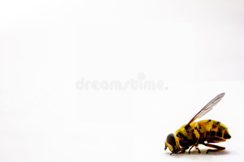 White Sheet with Image of Bee in the Corner. Stock Photo - Image of ...