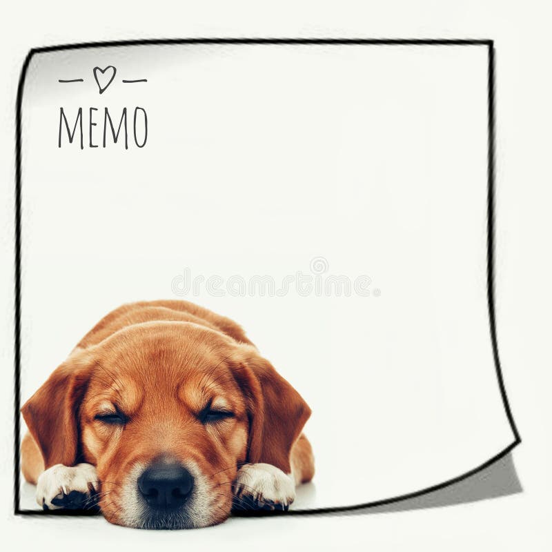 White Sheet of Paper Note, Memo, with Dog in Frame, Blank Note for ...