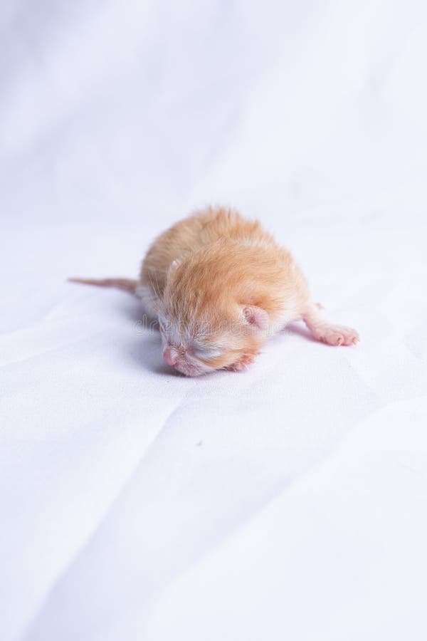 A Small Mouse on Top of a White Sheet with No Eyes Stock Photo - Image ...