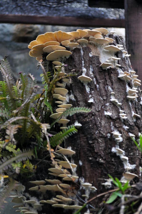 White shelf fungi stock image. Image of debris, spores - 52377957