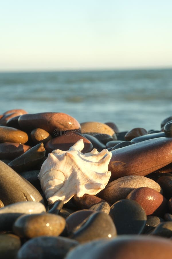 A White Shell on the Background of the Sea Stock Image - Image of ...
