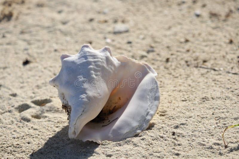 White Shell on the Beach in Belize Stock Photo - Image of shell, belize ...