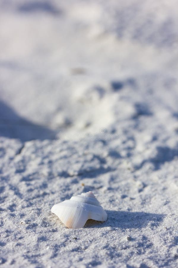 White shell on the beach stock photo. Image of white - 74505766