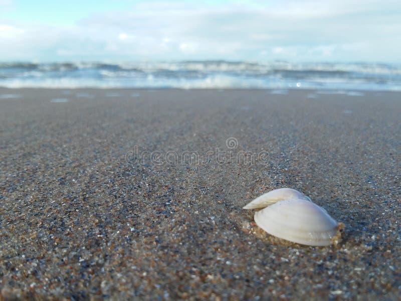 White shell in the beach stock photo. Image of palanga - 80121970