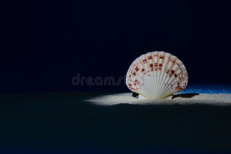 White Shell on the Beach in the Night Environment, Summer Creative ...