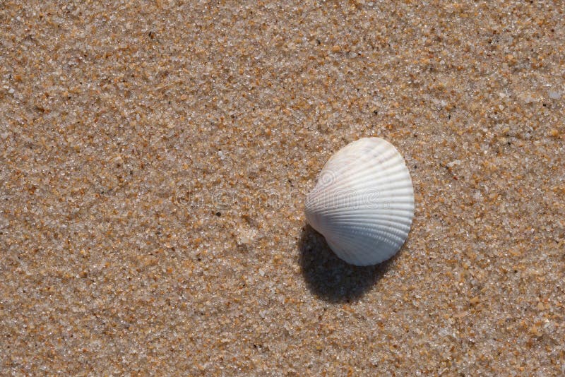 White Shell on the Beach Sand with Copy Space Stock Image - Image of ...