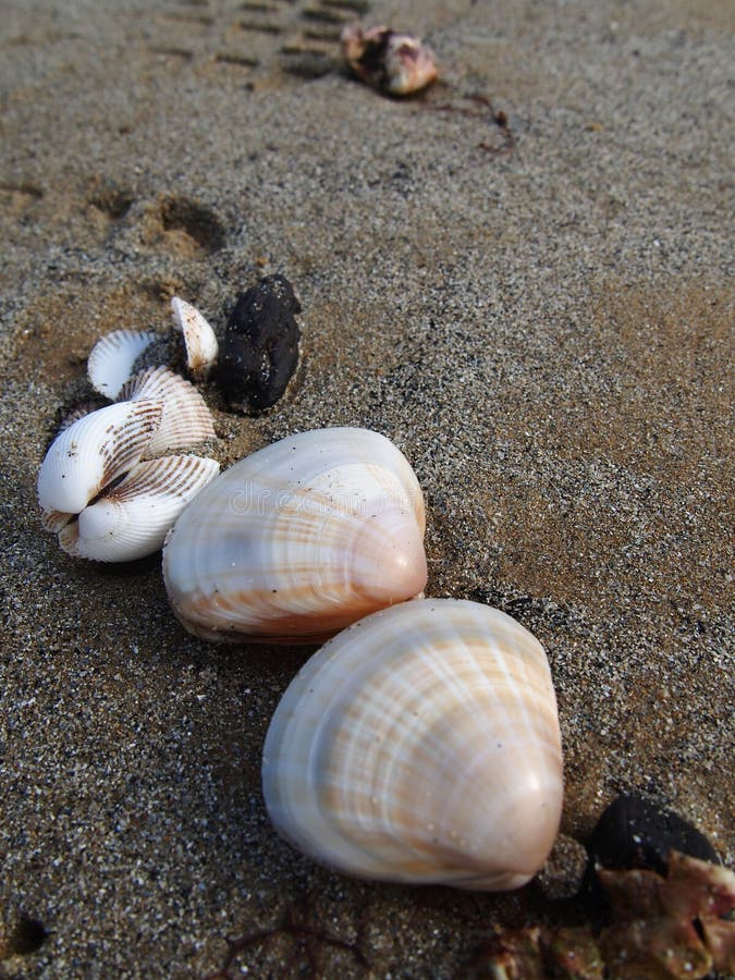 White Shell Beach stock image. Image of macro, shell - 129455499