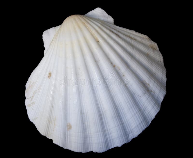 Conch shell, top view stock image. Image of nature, seashell - 18198167