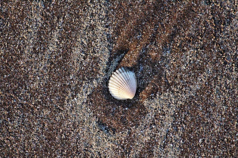 Sea Shell with Black Textured Background Wallpaper, Stock Photo - Image ...