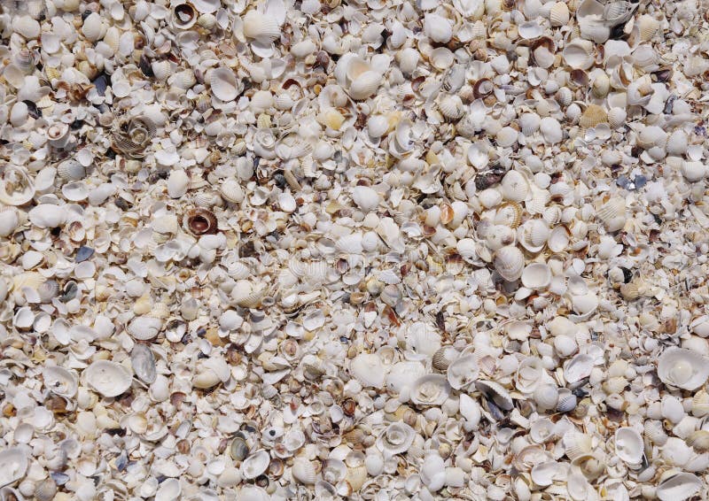 White Shell Clams and Snails on the Beach Stock Image - Image of marine ...