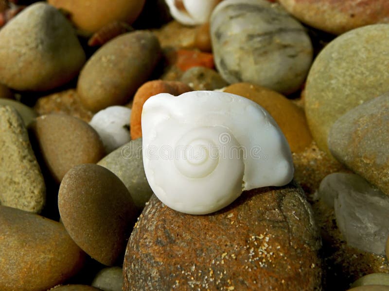 White Shell stock image. Image of shell, shells, south - 36274305