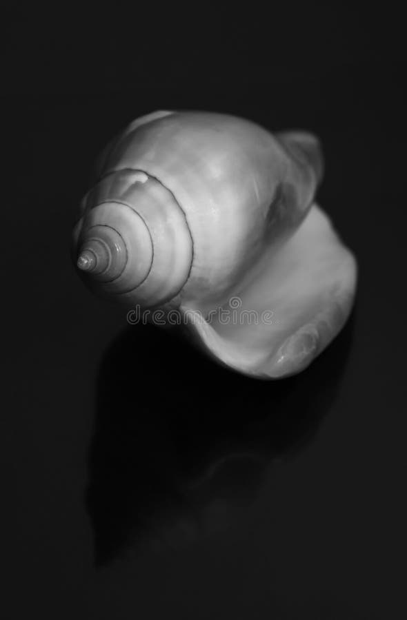 White Shell stock image. Image of shell, shells, south - 36274305