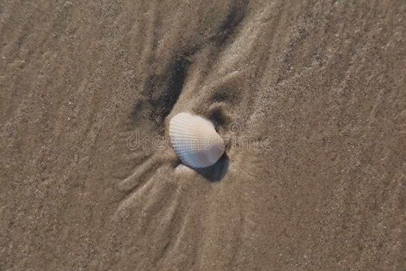 White Shell on the Dark Beach Sand. Stock Image - Image of shadow ...