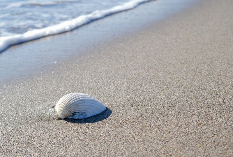 White Shell at edge of sea stock image. Image of beach - 137530411