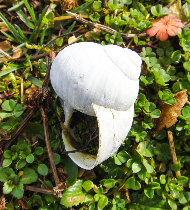White shell on grass stock image. Image of green, grass - 67310143