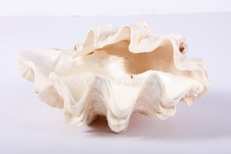 White shell stock image. Image of sand, hand, beach - 106481195