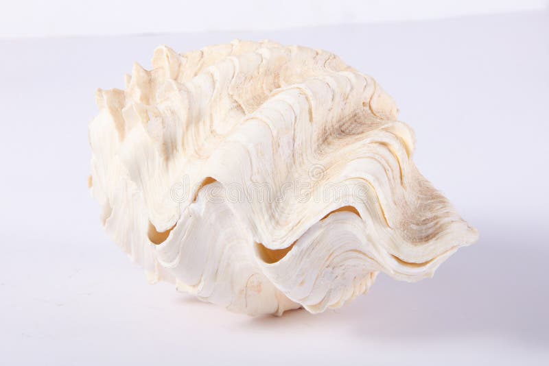 White shell stock image. Image of beach, seashell, shell - 106481209