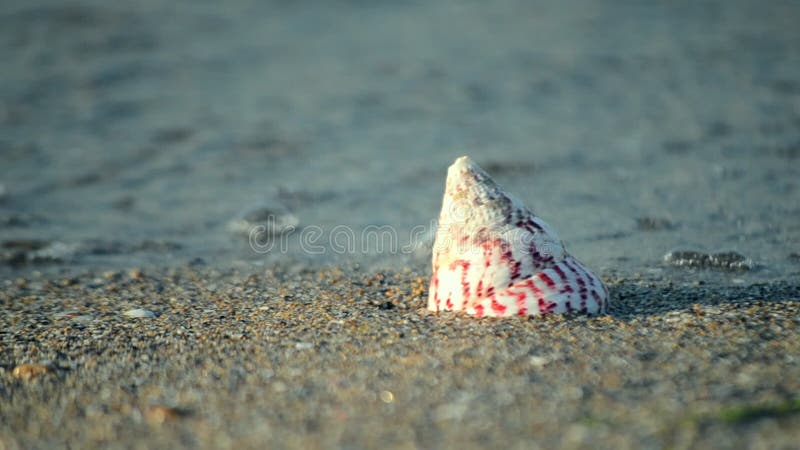 White Shell with Red Stripes Conical Shape Lying on a Sandy Beach Stock ...