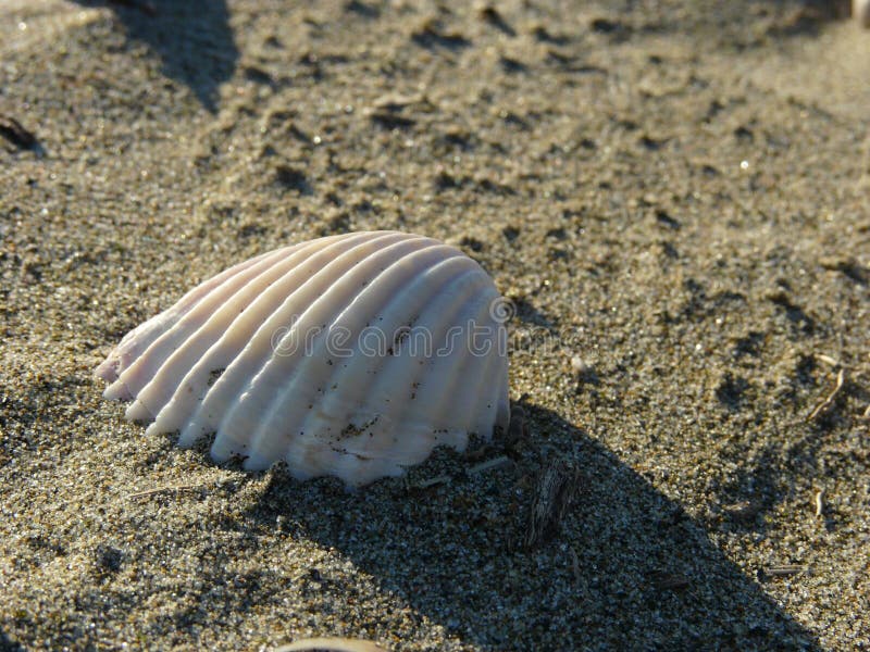 White shell stock photo. Image of holiday, coast, shells - 153105506