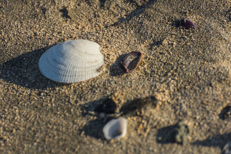 White Shell at the Sandy Beach on Vacation in Egypt Stock Image - Image ...
