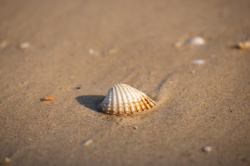 White shell on sea sand stock photo. Image of sand, seashell - 170080188
