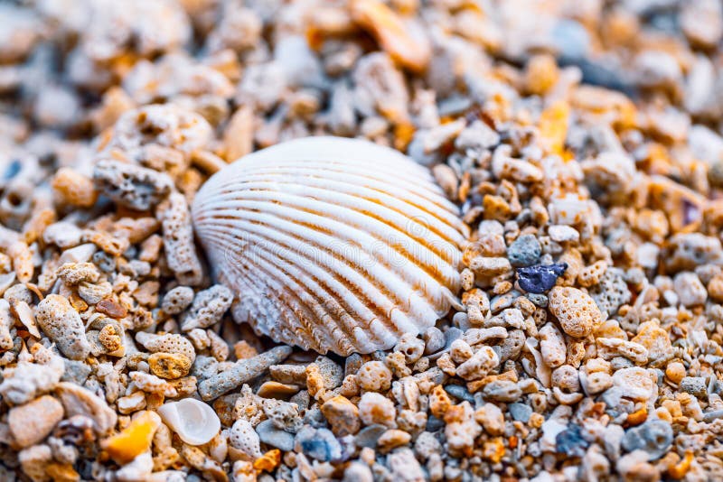 White shell on a shore stock image. Image of abstract - 81236405