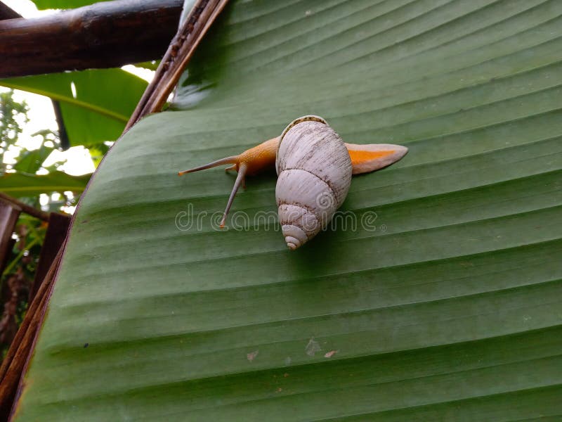 White Shell Snail on Banana Leaf in the Morning. White and Orange Snail ...