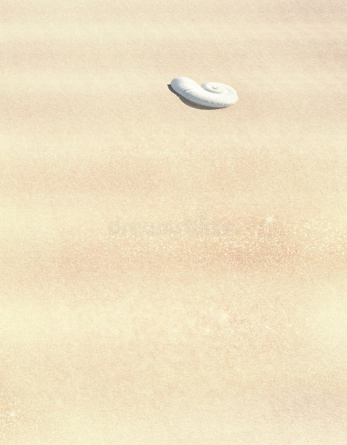 White Shell on Sparkly Beach Sand Stock Photo - Image of vacation ...