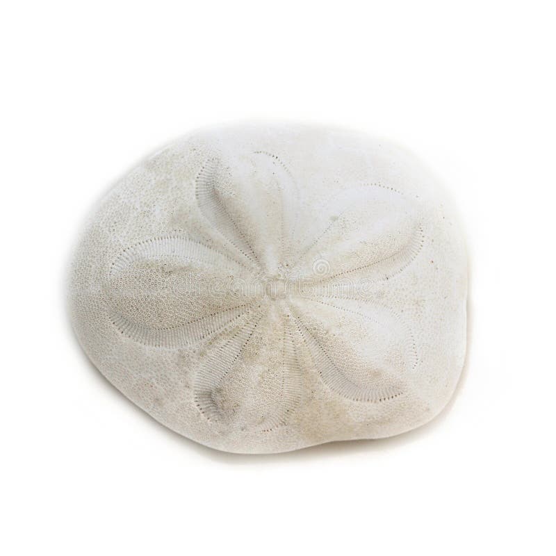 Backgroundnclypeasteroida Stock Photos - Free & Royalty-Free Stock ...