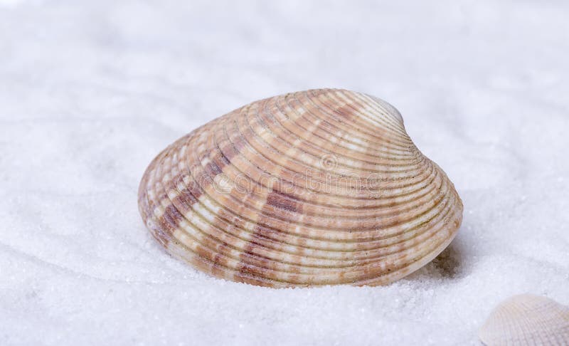 Shellfish Drifting To the Beach Stock Photo - Image of shells, white ...
