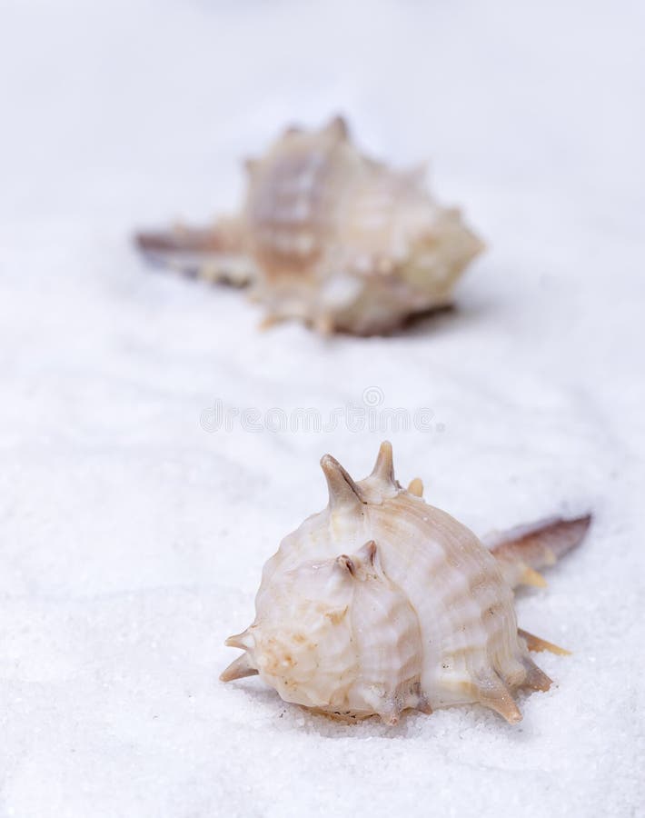 Shellfish Drifting To the Beach Stock Photo - Image of lying, roller ...