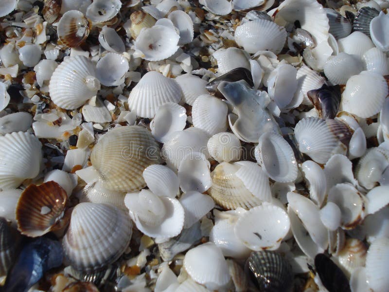 White shells on the beach stock photo. Image of mound - 26180818