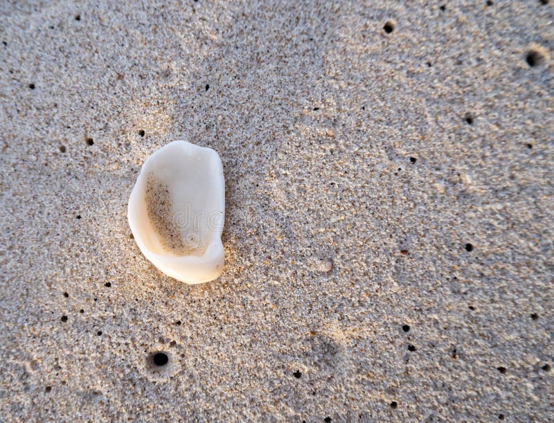 White Shells on the Beach, Blown by the Waves Stock Photo - Image of ...