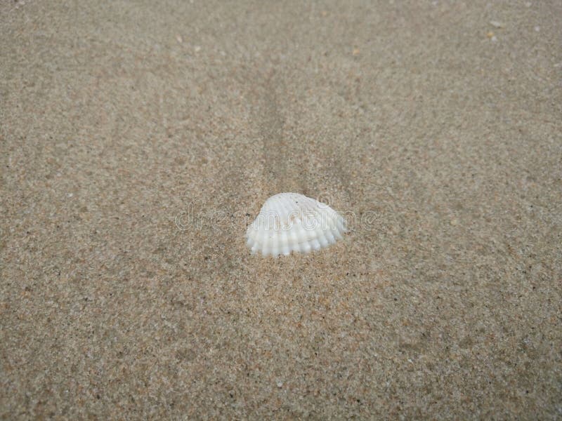White Shells are on the Beach. Stock Photo - Image of exotic, isolated ...