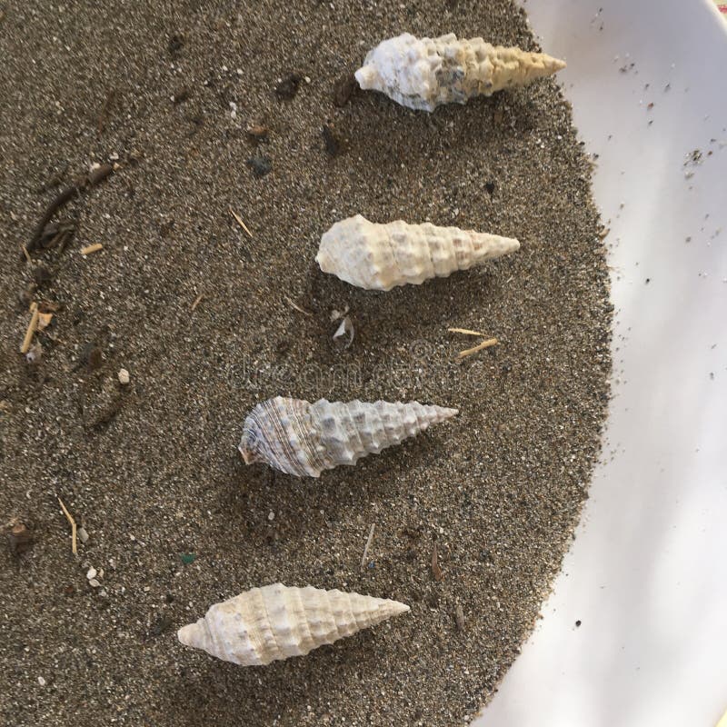 White shells on the beach stock image. Image of circlen - 103798403