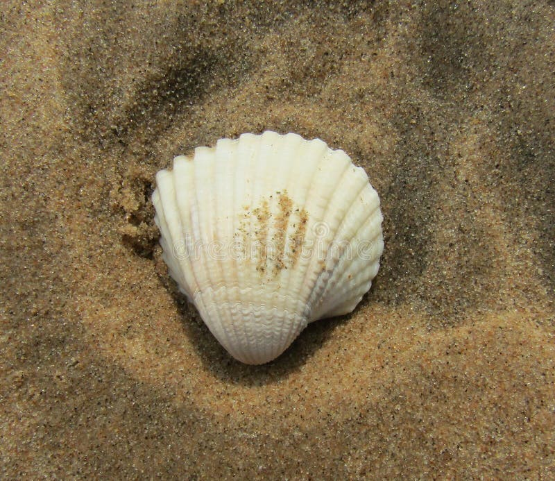 White shells in beach sand stock image. Image of animal - 240869977