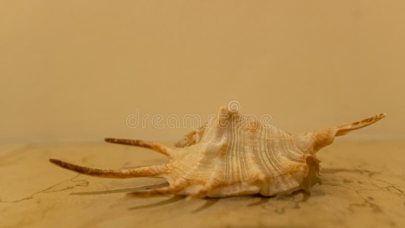 White Sea Shells on the Floor Stock Photo - Image of pebbles, mollusk ...