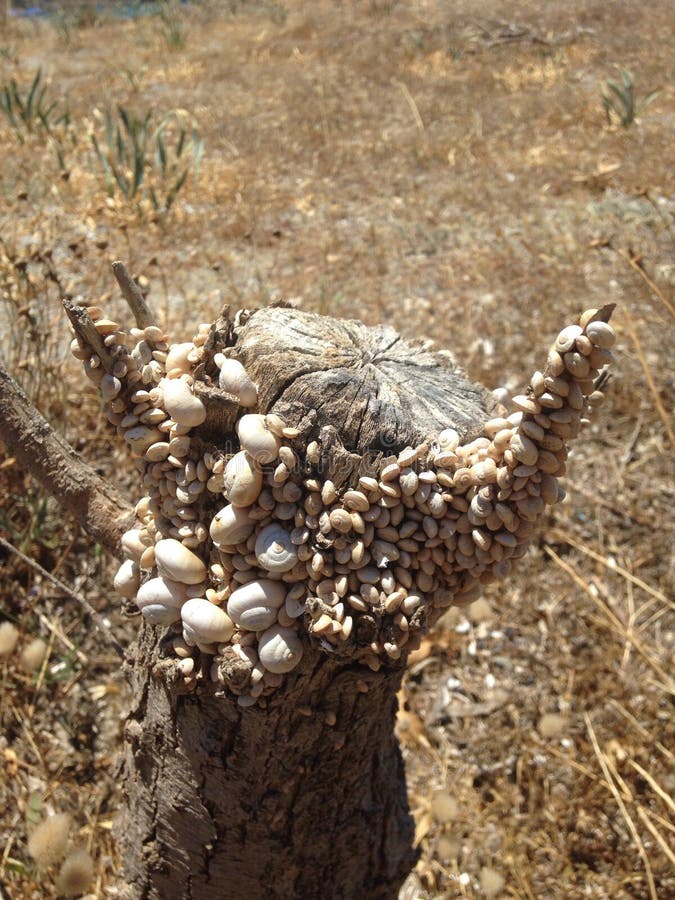 White shells stock photo. Image of stump, scorched, tree - 73552196