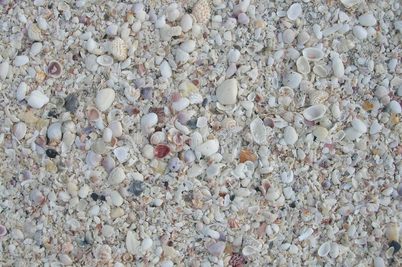 White Shells Close Up On White Stock Photo - Image of holiday, close ...