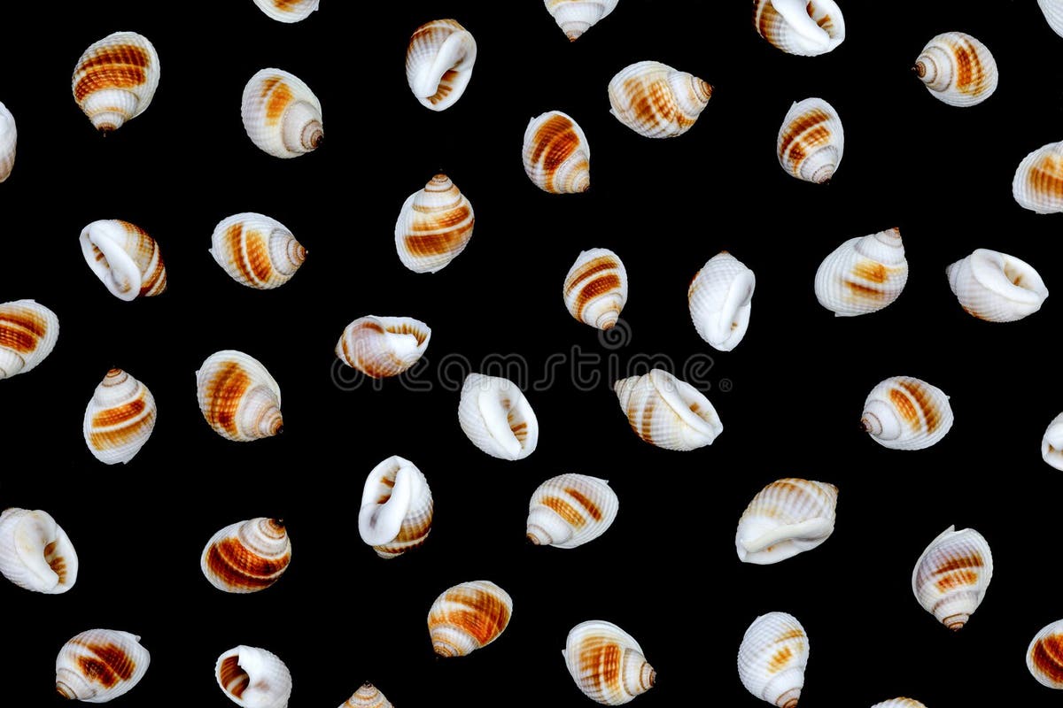 Shells Angles Stock Photos - Free & Royalty-Free Stock Photos from ...