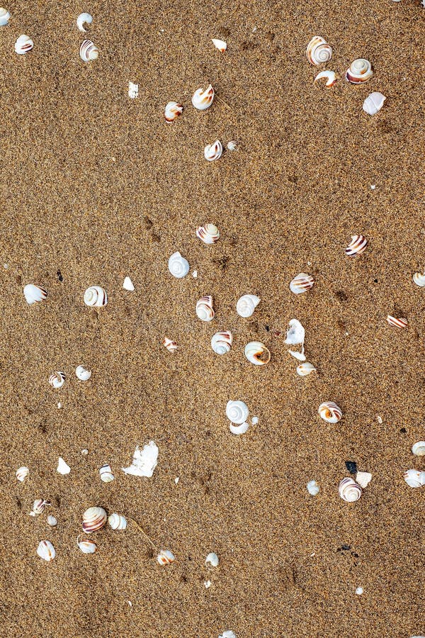 White Shells of Different Shape and Size on Warm Yellow Sand. Abstract ...