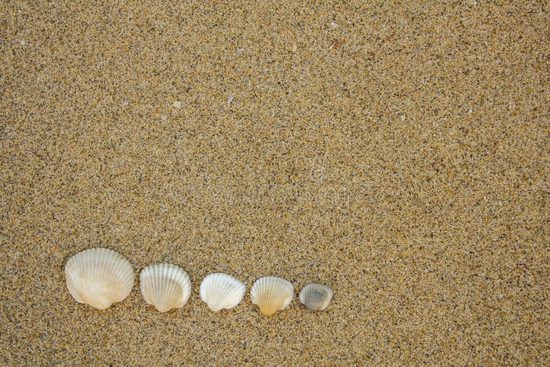 A White Shells Of Different Sizes On The Sand Close-up. Natural Surface ...