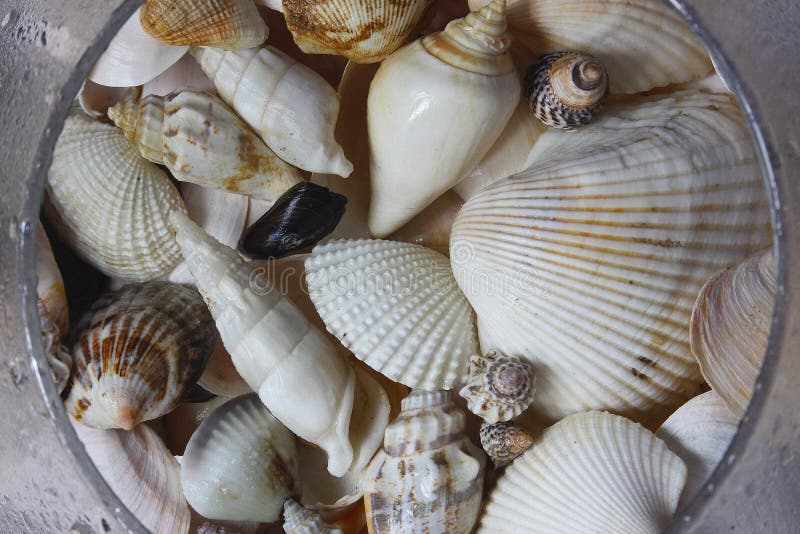 Shell background. stock photo. Image of material, ornament - 200802422