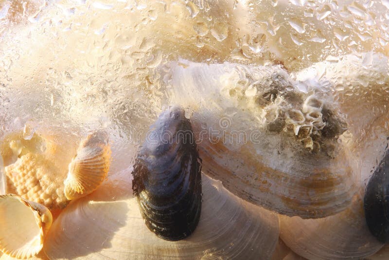 Shell background. stock image. Image of oysters, decoration - 200802509