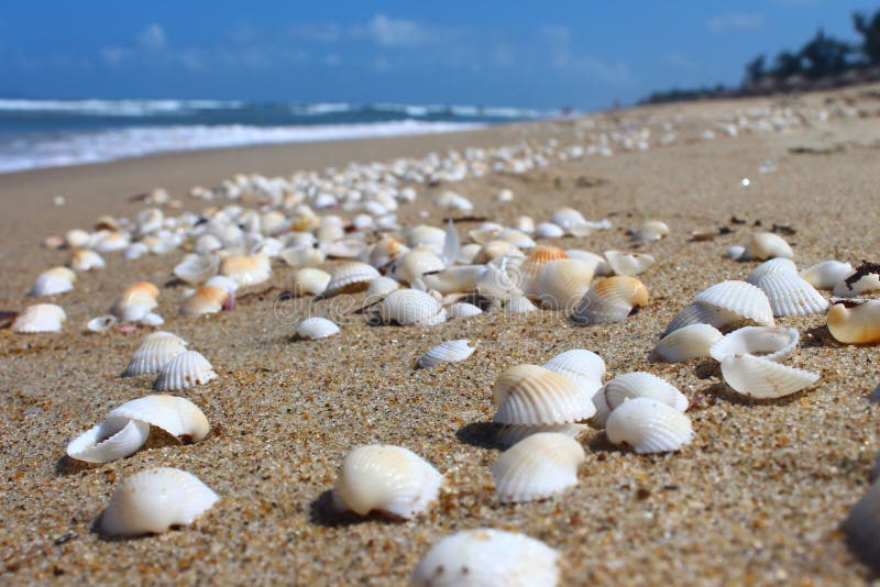 White shells stock image. Image of shell, conchas, spiaggia - 74965477