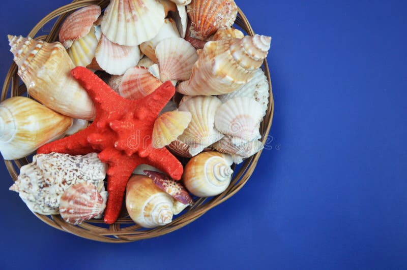 White Shells, Red Starfish on a Blue Background. Free Space for Text ...